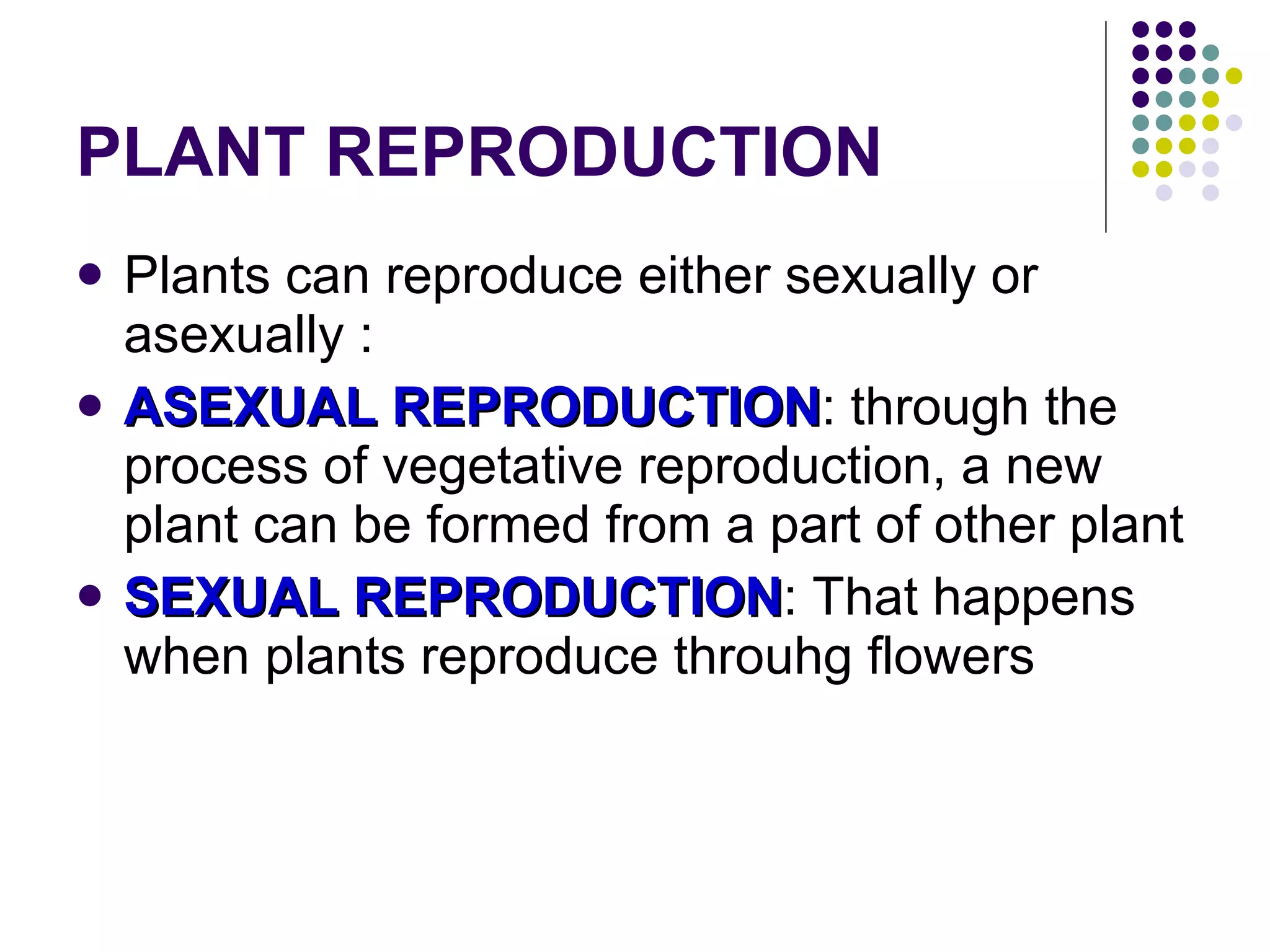 The Plant Kingdom | PPS