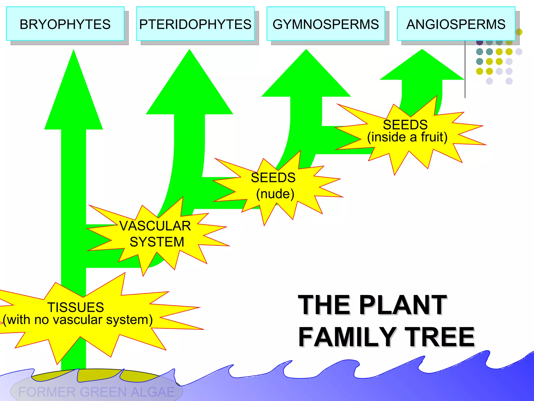 The Plant Kingdom | PPS