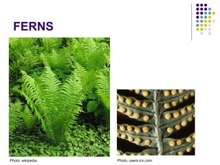 The Plant Kingdom | PPS