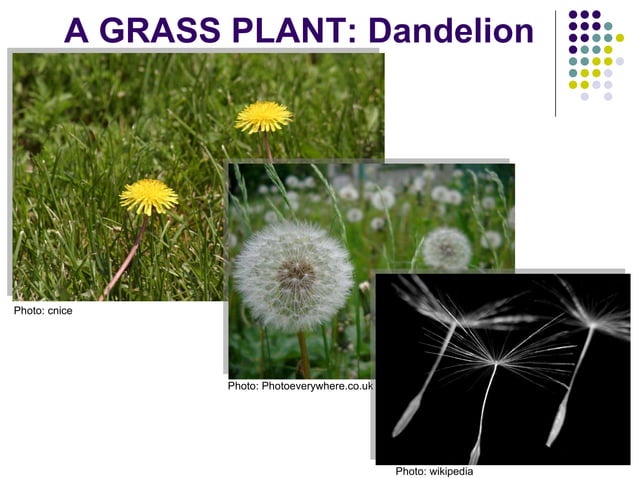 The Plant Kingdom | PPS