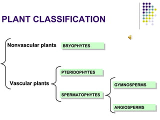 The Plant Kingdom | PPS