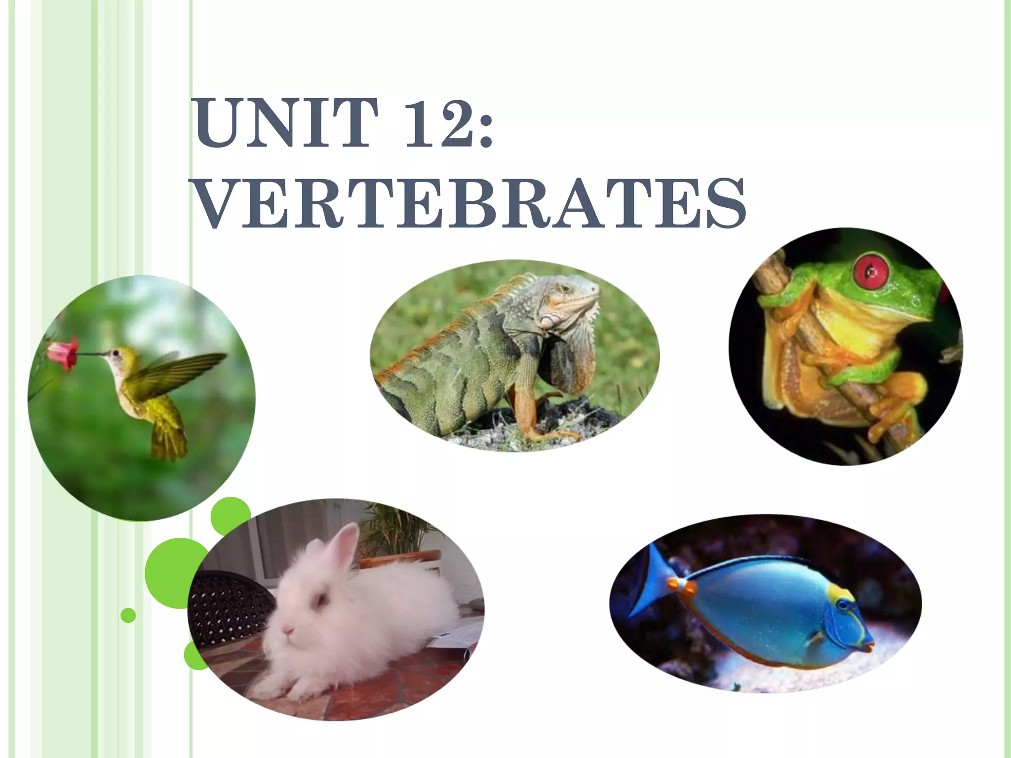 Unit 12. Vertebrates | PPT
