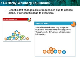 Unit 12 Mechanisms For Evolution | PPT | Genetics | Science