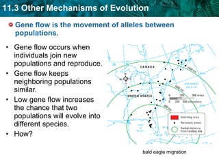 Unit 12 Mechanisms For Evolution | PPT | Genetics | Science