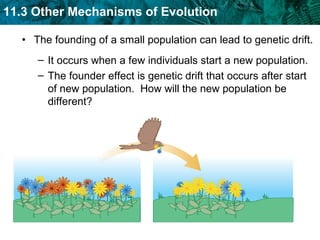 Unit 12 Mechanisms For Evolution | PPT | Genetics | Science