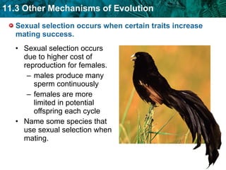 Unit 12 Mechanisms For Evolution | PPT | Genetics | Science