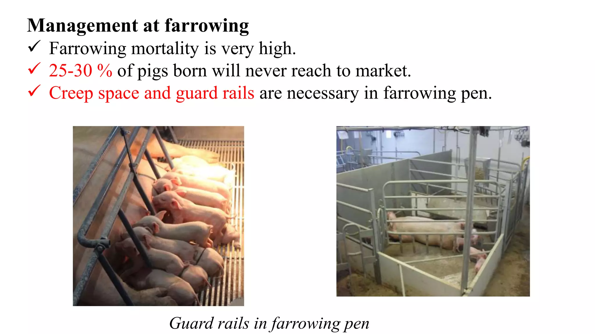 Unit 12 Management of Sheep, Goat, and Swine.pptx