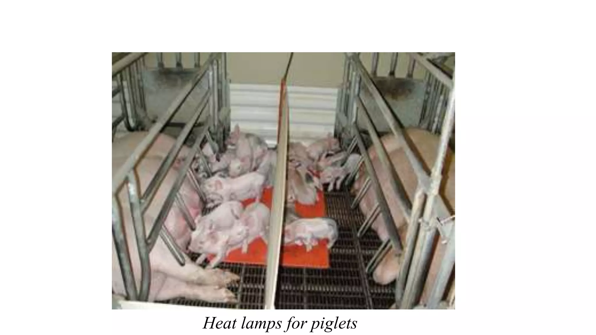 Unit 12 Management of Sheep, Goat, and Swine.pptx