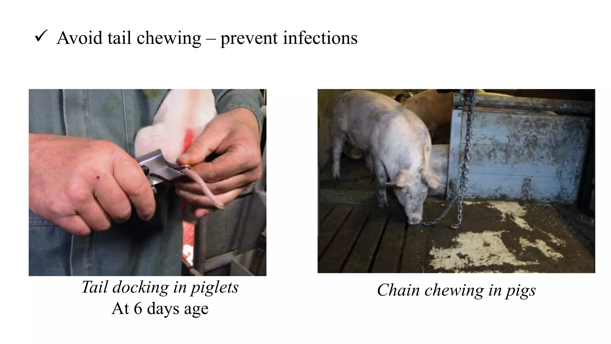 Unit 12 Management of Sheep, Goat, and Swine.pptx