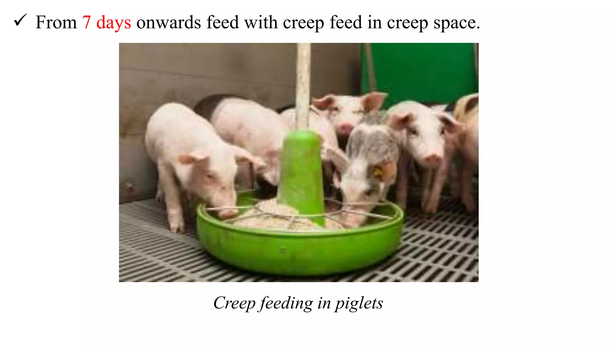 Unit 12 Management of Sheep, Goat, and Swine.pptx