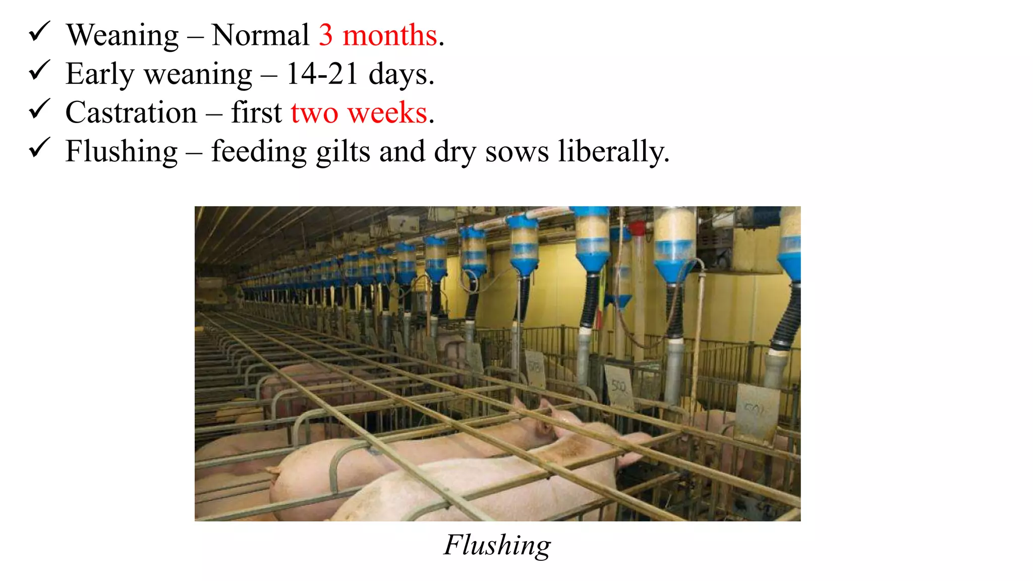 Unit 12 Management of Sheep, Goat, and Swine.pptx