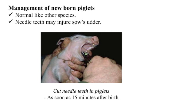 Unit 12 Management of Sheep, Goat, and Swine.pptx