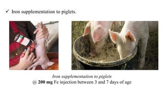 Unit 12 Management of Sheep, Goat, and Swine.pptx