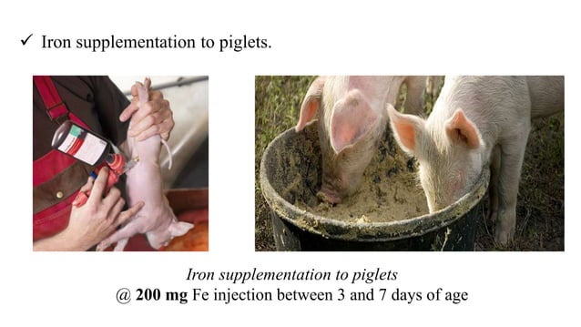 Unit 12 Management of Sheep, Goat, and Swine.pptx