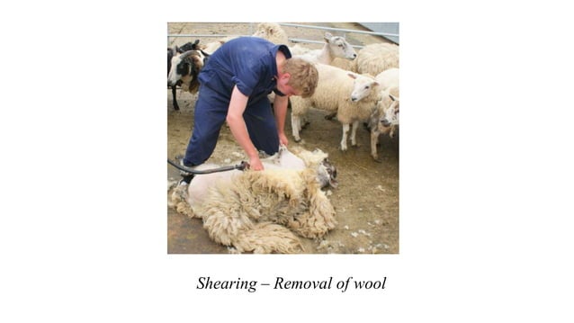 Unit 12 Management of Sheep, Goat, and Swine.pptx
