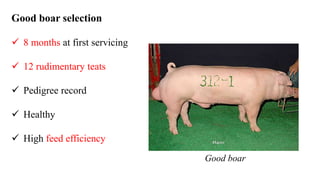 Unit 12 Management of Sheep, Goat, and Swine.pptx