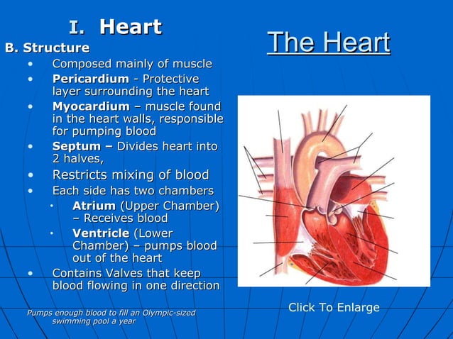 Unit 13 circulatory system | PPT