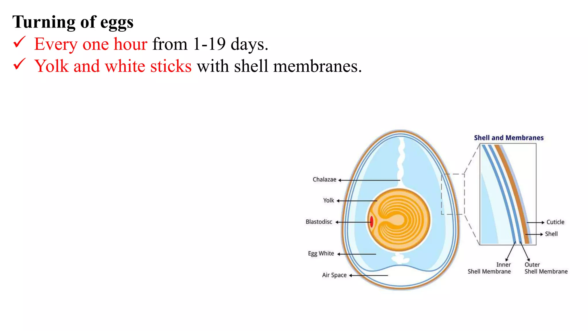 Unit 13 Incubation, hatching and brooding.pptx