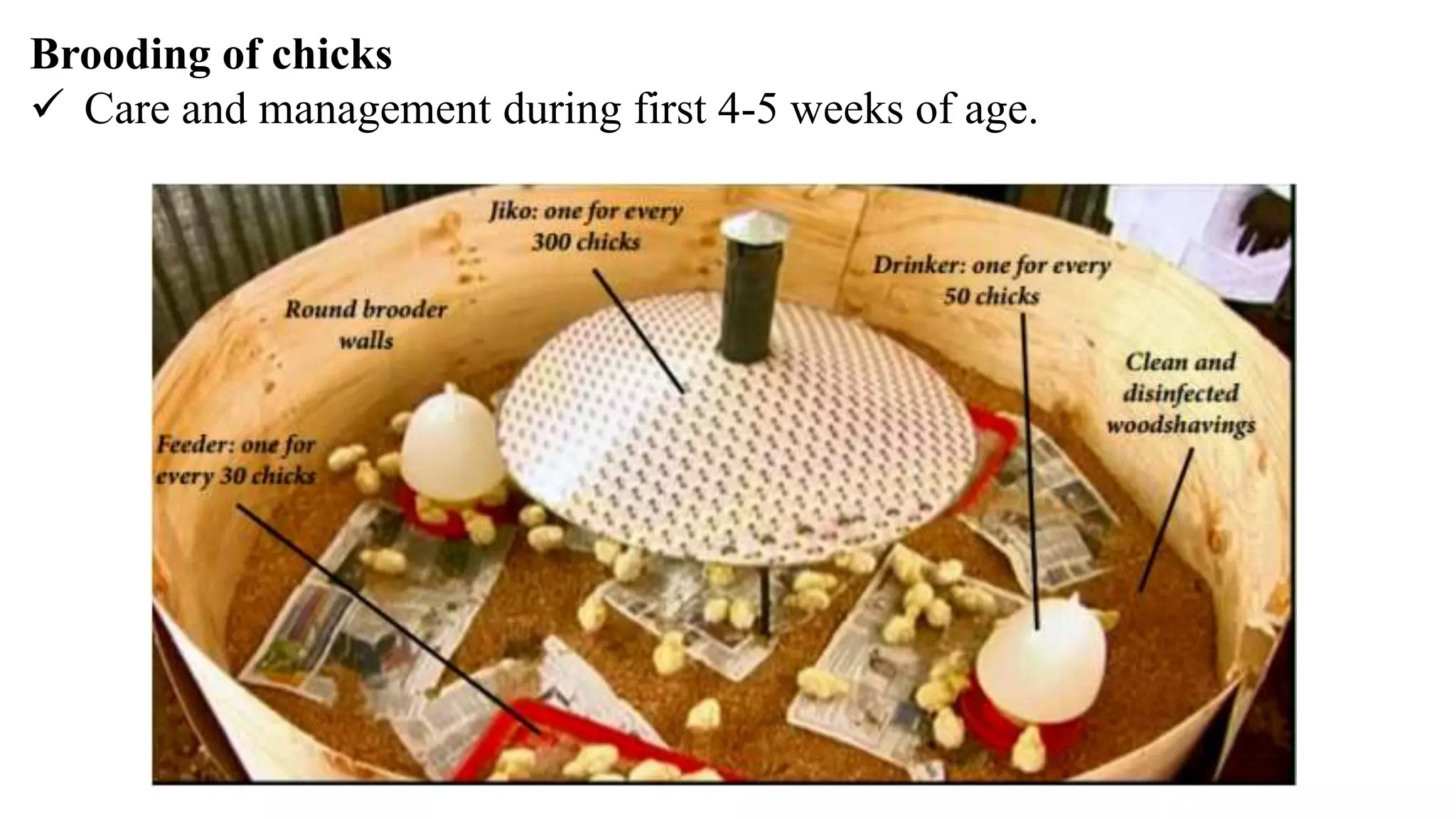 Unit 13 Incubation, hatching and brooding.pptx