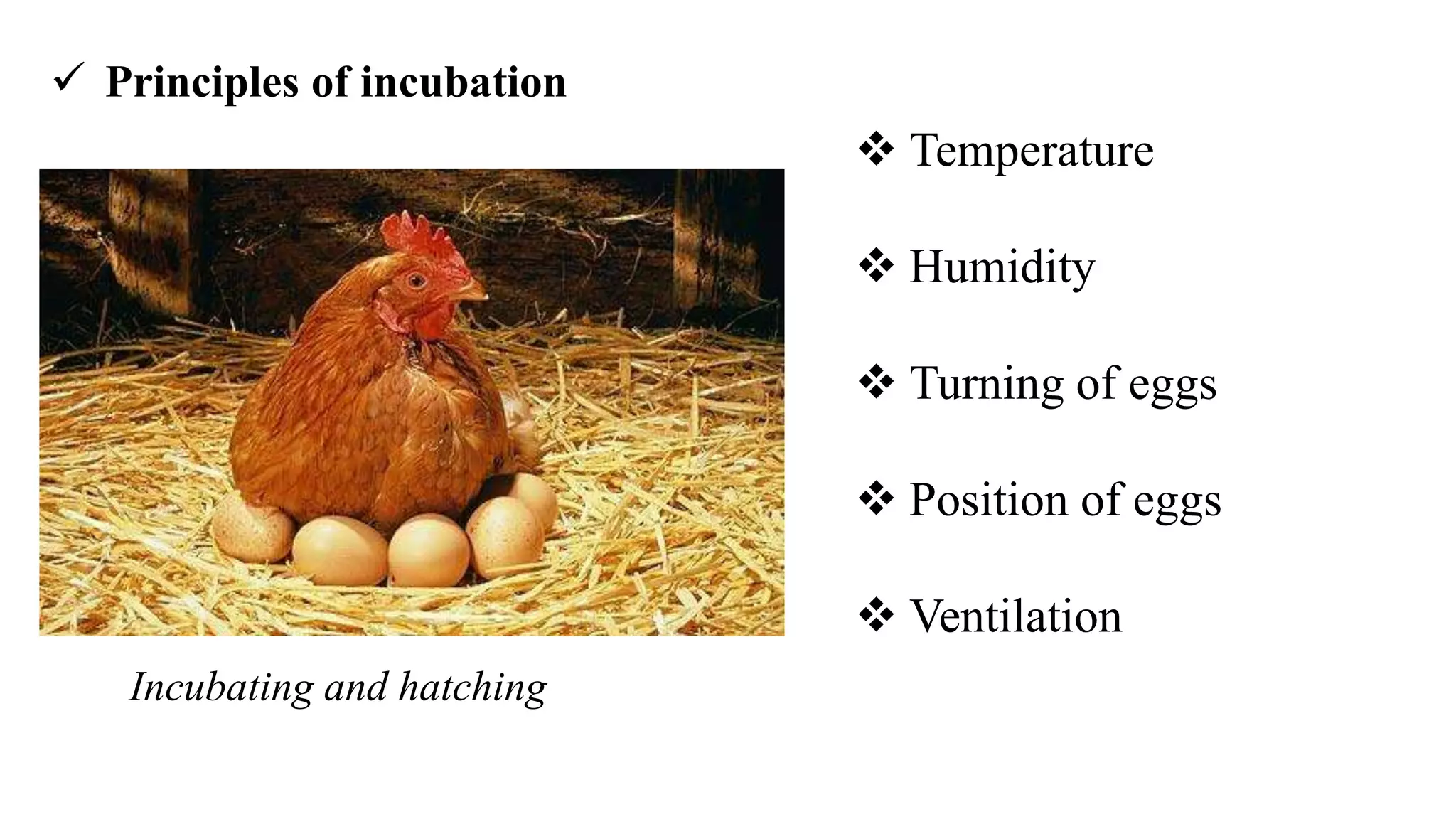 Unit 13 Incubation, hatching and brooding.pptx