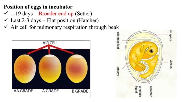 Unit 13 Incubation, hatching and brooding.pptx