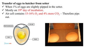 Unit 13 Incubation, hatching and brooding.pptx