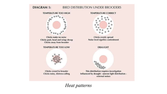 Unit 13 Incubation, hatching and brooding.pptx