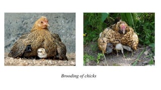 Unit 13 Incubation, hatching and brooding.pptx