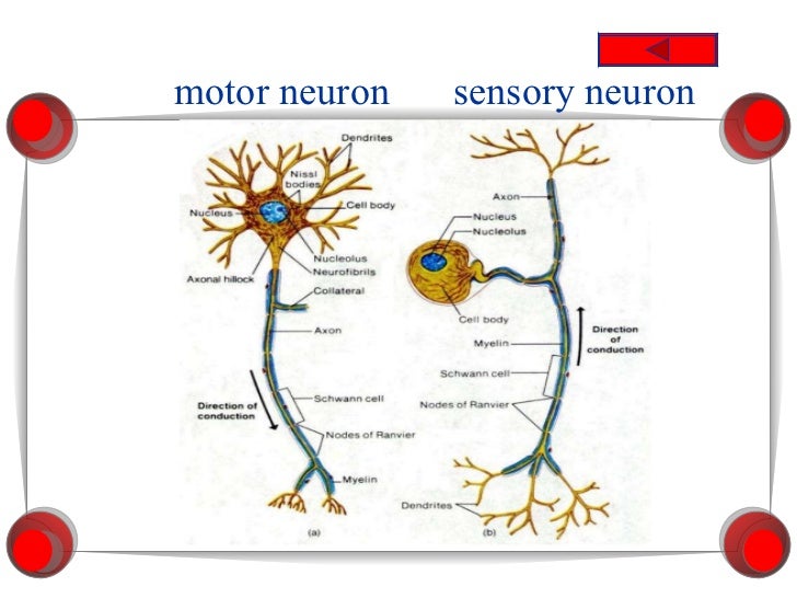 Unit 13 nervous system