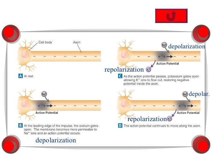 Unit 13 nervous system