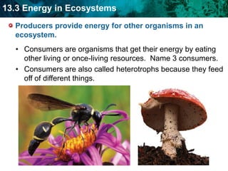 Unit 14b Food webs and cycling of matter | PPTX