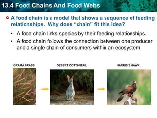 Unit 14b Food webs and cycling of matter | PPTX