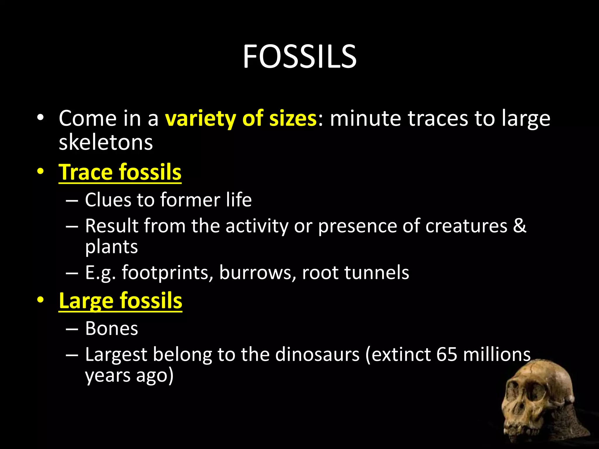 Unit 14 fossils | PPT