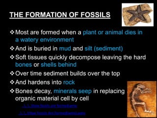 Unit 14 fossils | PPT
