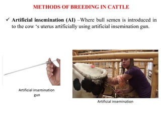 Unit 14 Improvement of livestock and Poultry.pptx