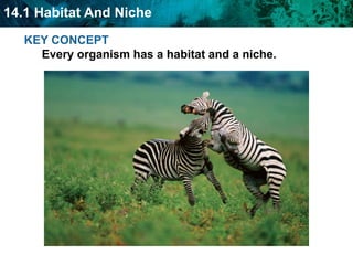 Unit 15a Habitat niche interactions and growth patterns | PPT