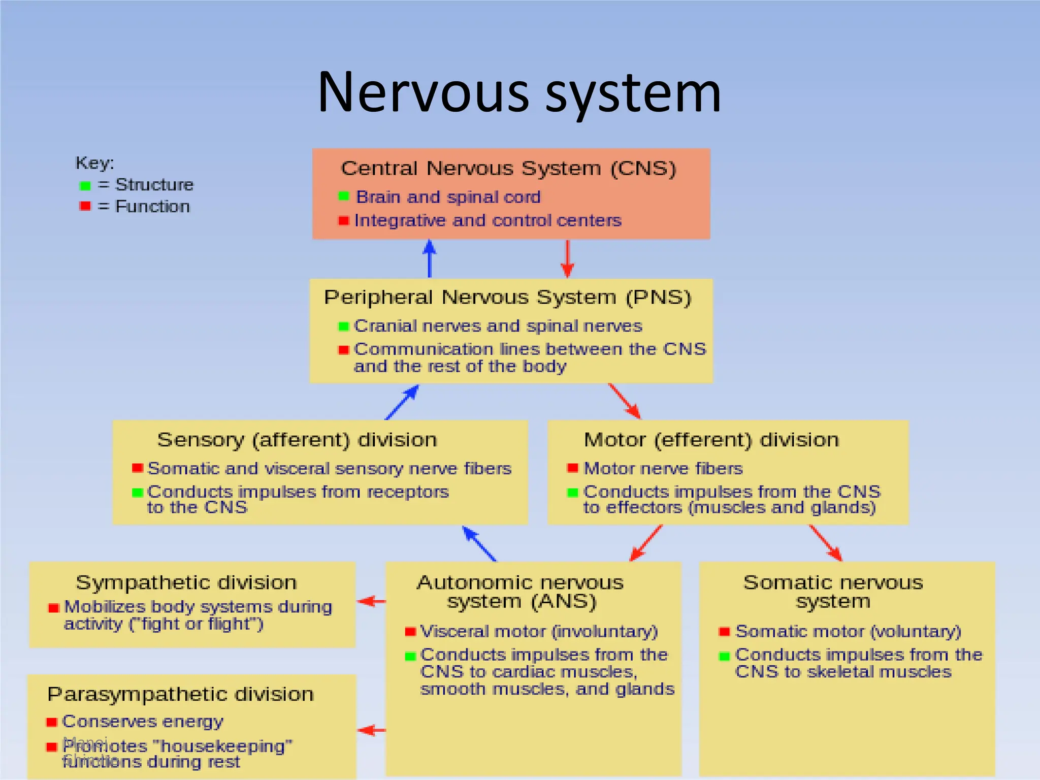 Unit 15 centralnervoussystem.pdf for grade 10 | PDF