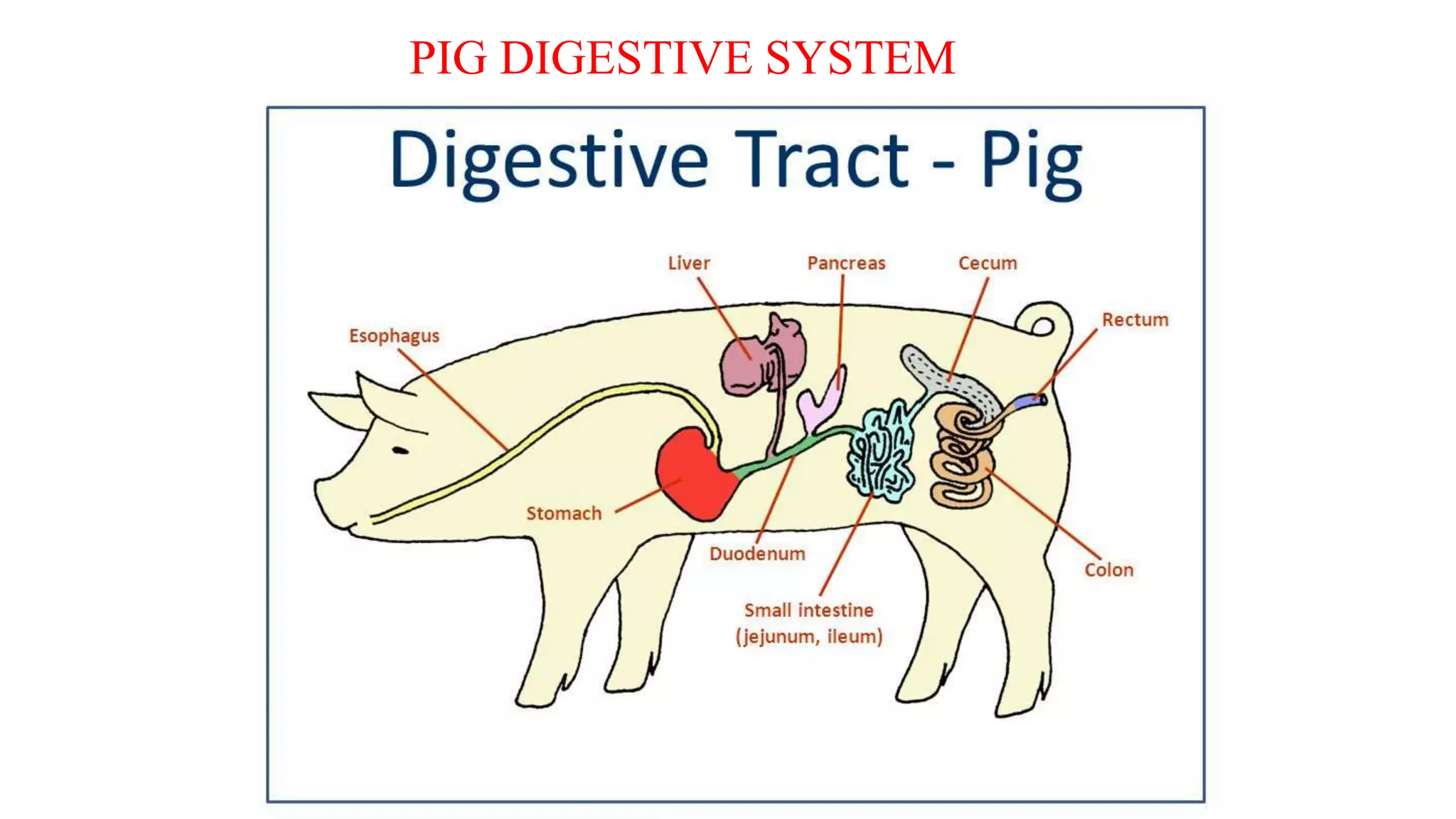 Unit 15 Digestion and metabolism of livestock and poultry.pptx