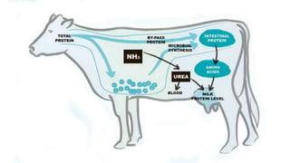 Unit 15 Digestion and metabolism of livestock and poultry.pptx