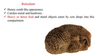 Unit 15 Digestion and metabolism of livestock and poultry.pptx