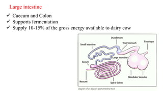 Unit 15 Digestion and metabolism of livestock and poultry.pptx