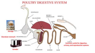 Unit 15 Digestion and metabolism of livestock and poultry.pptx