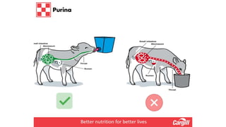 Unit 15 Digestion and metabolism of livestock and poultry.pptx