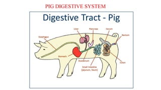 Unit 15 Digestion and metabolism of livestock and poultry.pptx