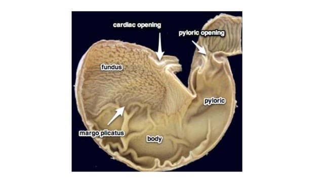 Unit 15 Digestion and metabolism of livestock and poultry.pptx