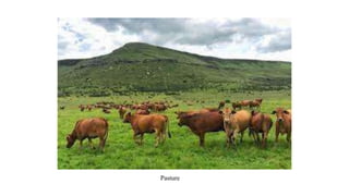 Unit 16 Classification of feed stuff.pptx