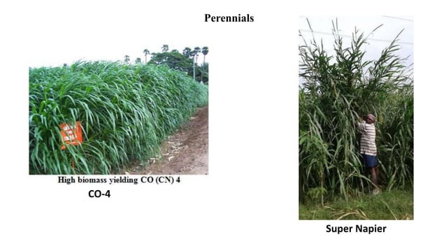 Unit 16 Classification of feed stuff.pptx