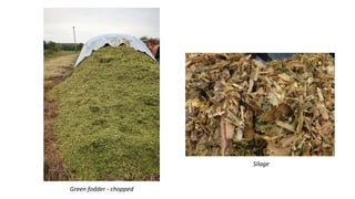 Unit 16 Classification of feed stuff.pptx