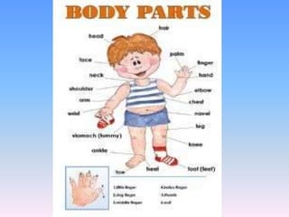 Unit 17 my body | PPTX