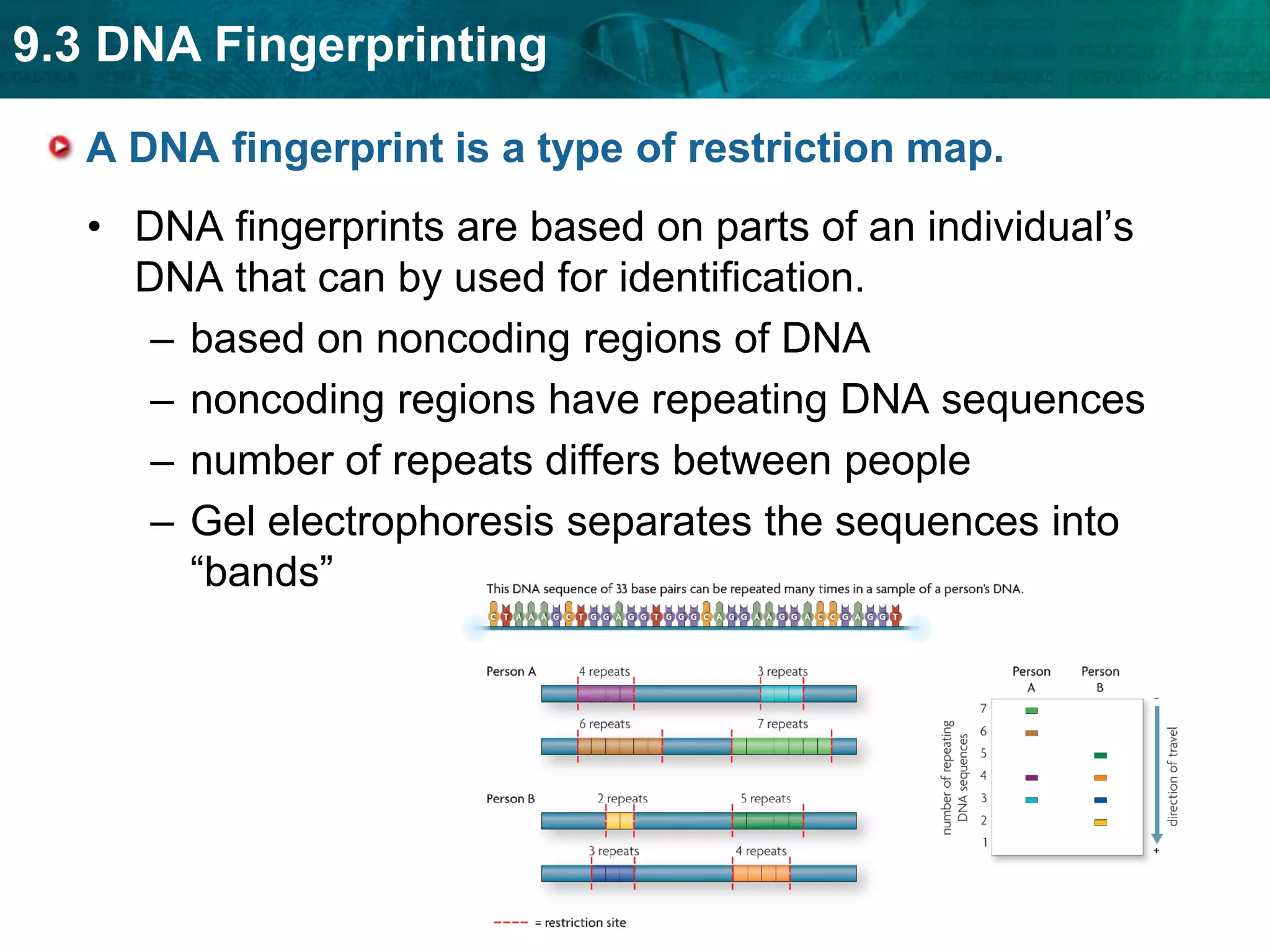 Unit 18a DNA fingerprinting and genetic engineering | PPTX | Biological ...
